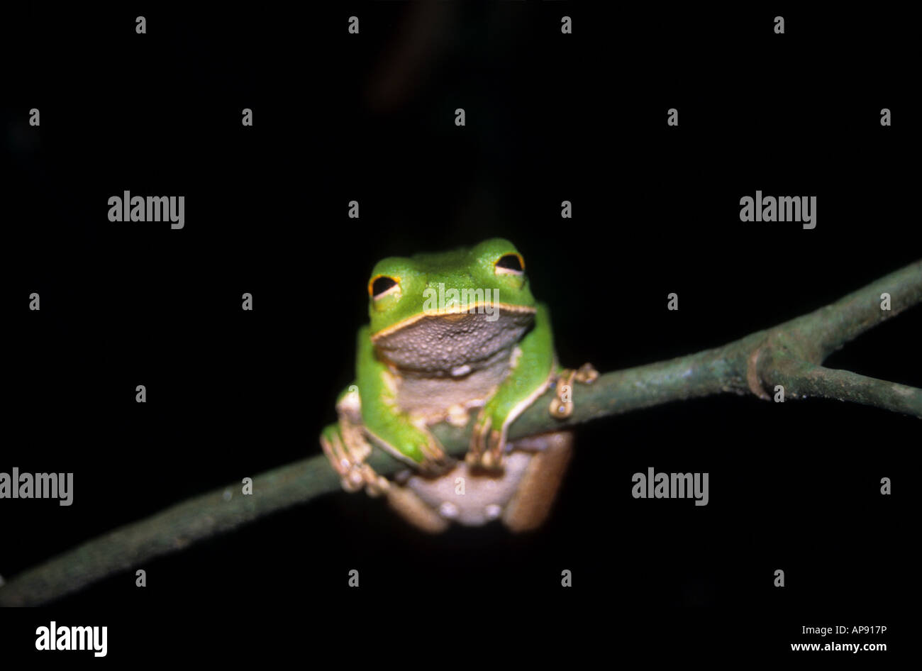 White lined tree frog ( Phyllomedusa camba ), Madidi National Park ...
