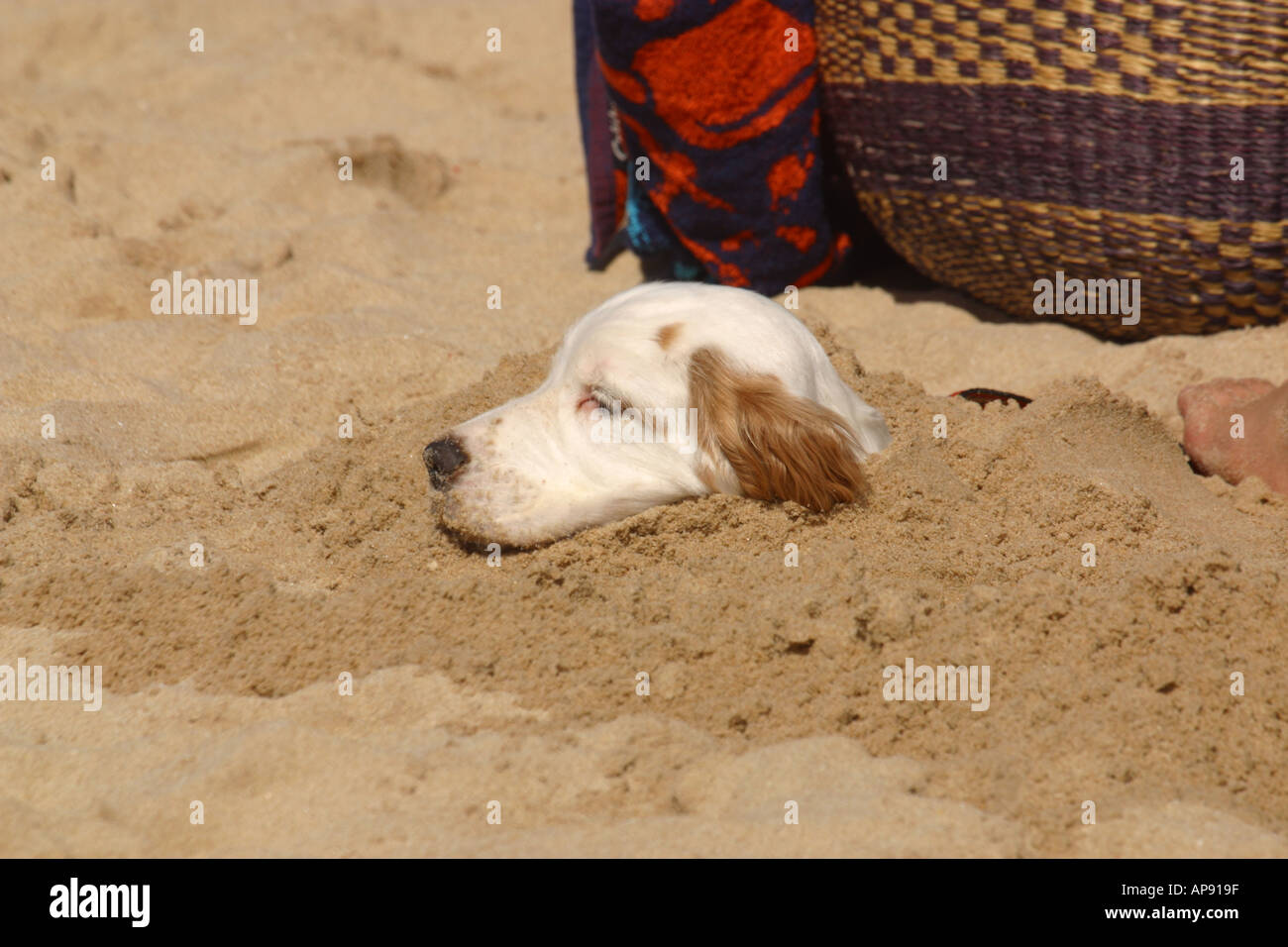 Buried up to neck hi-res stock photography and images - Alamy