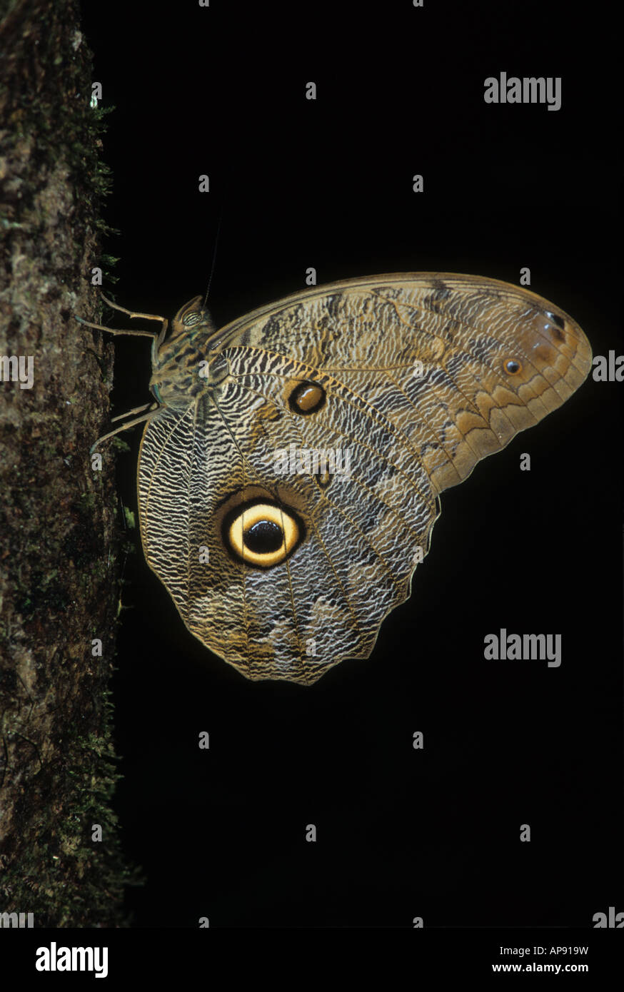 Mariposa Buho Hi Res Stock Photography And Images Alamy