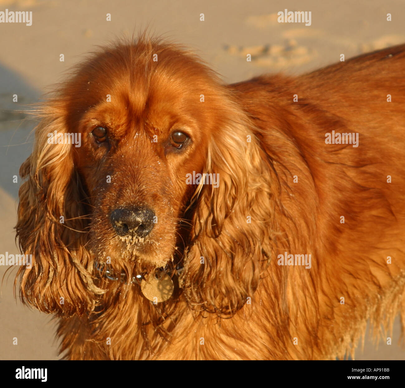 Puppy outdoors Cocker Spaniel Dog with sand on nose Stock Photo - Alamy