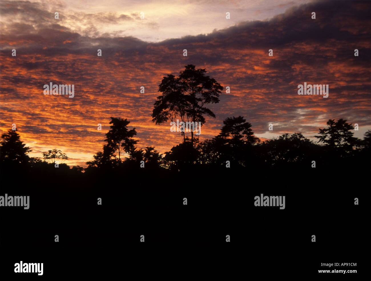 Emergant tree layer in Amazon rainforest at sunset, near Iquitos, Peru ...