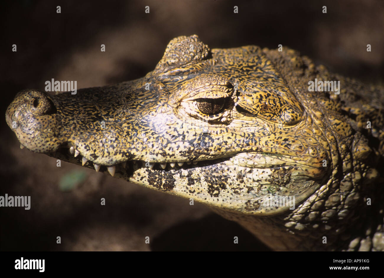 Young Black caiman ( Melanosuchus niger, caimán or jacaré negro ...