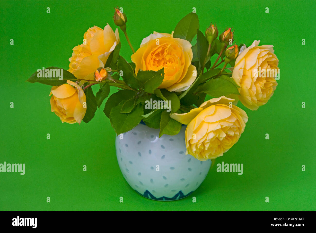 Yellow David Austin rose variety Graham Thomas Stock Photo - Alamy