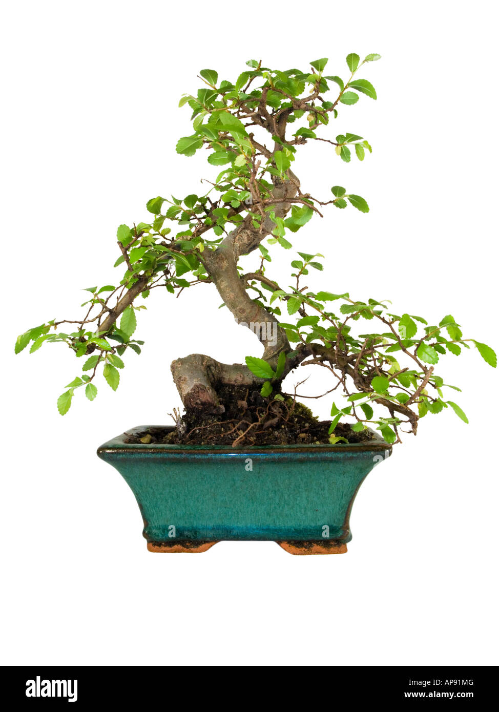 Bonsai tree japan Cut Out Stock Images & Pictures - Alamy