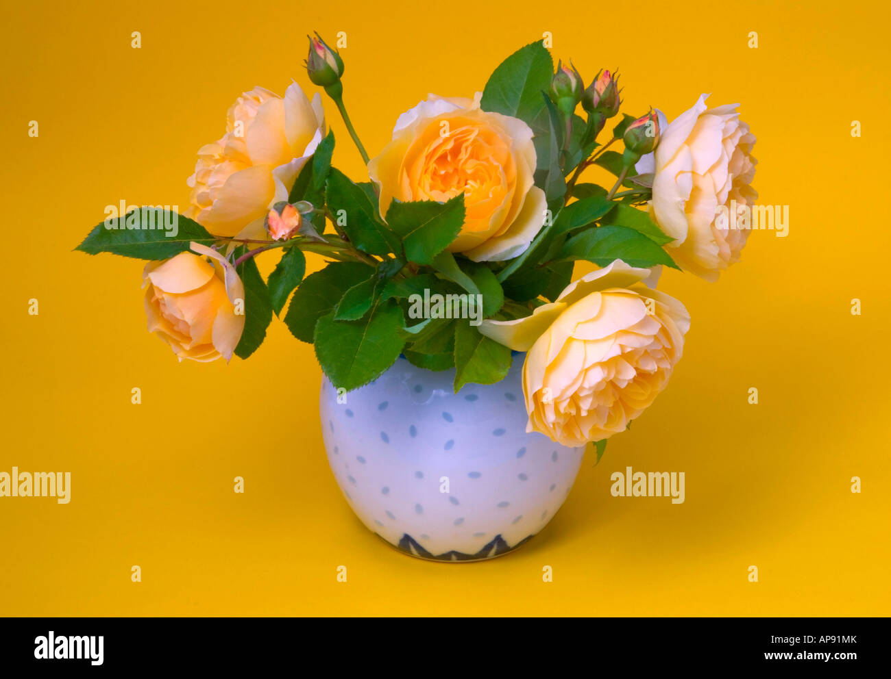 Yellow David Austin rose variety Graham Thomas Stock Photo - Alamy