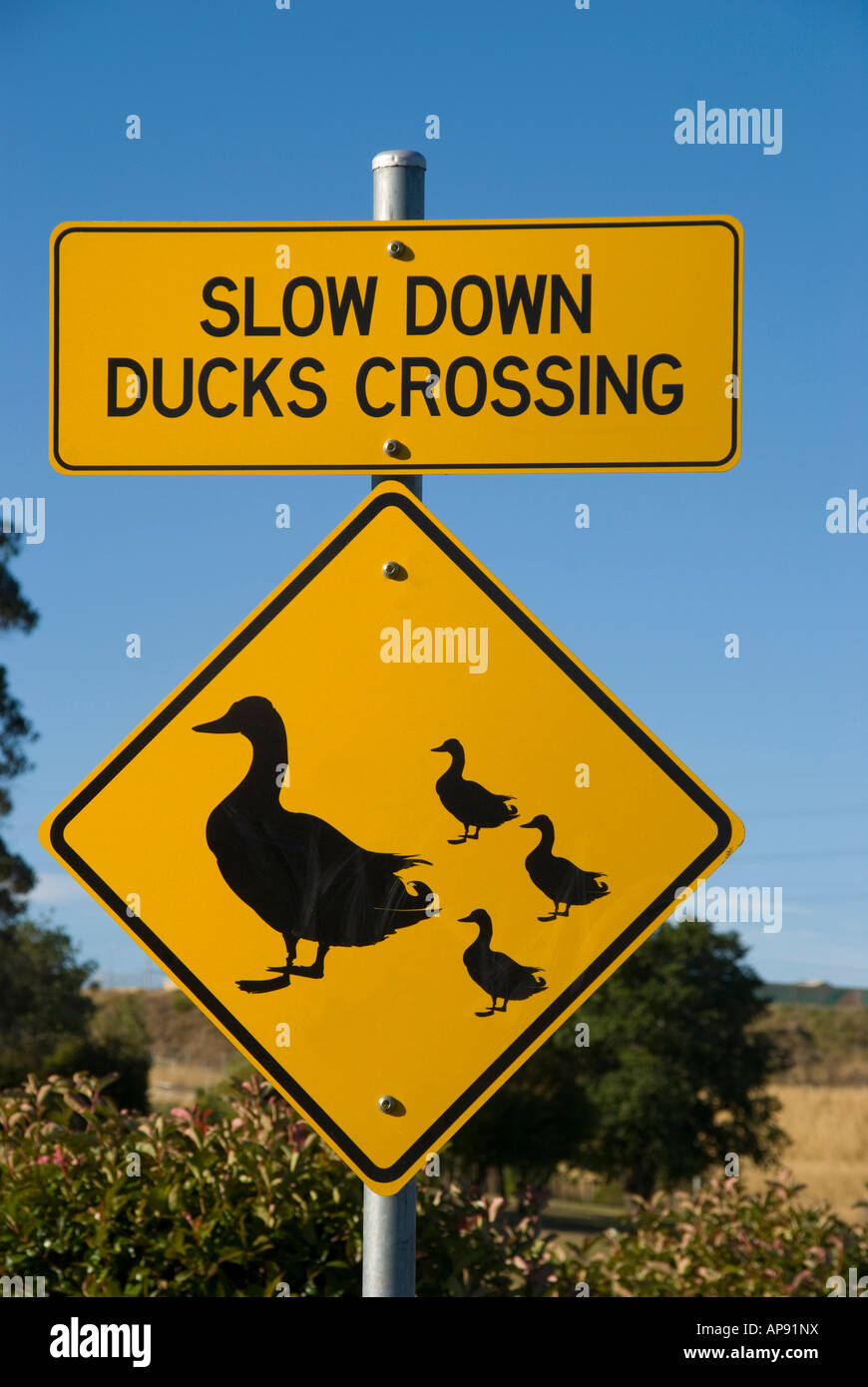 Duck Crossing Road Sign