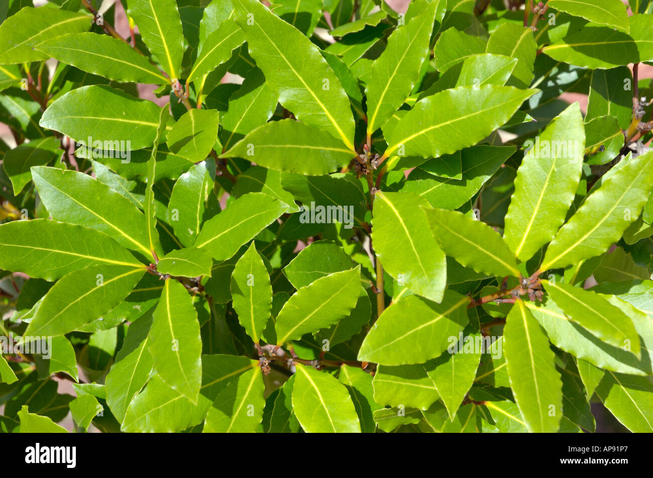 Bay tree foliage Stock Photo - Alamy