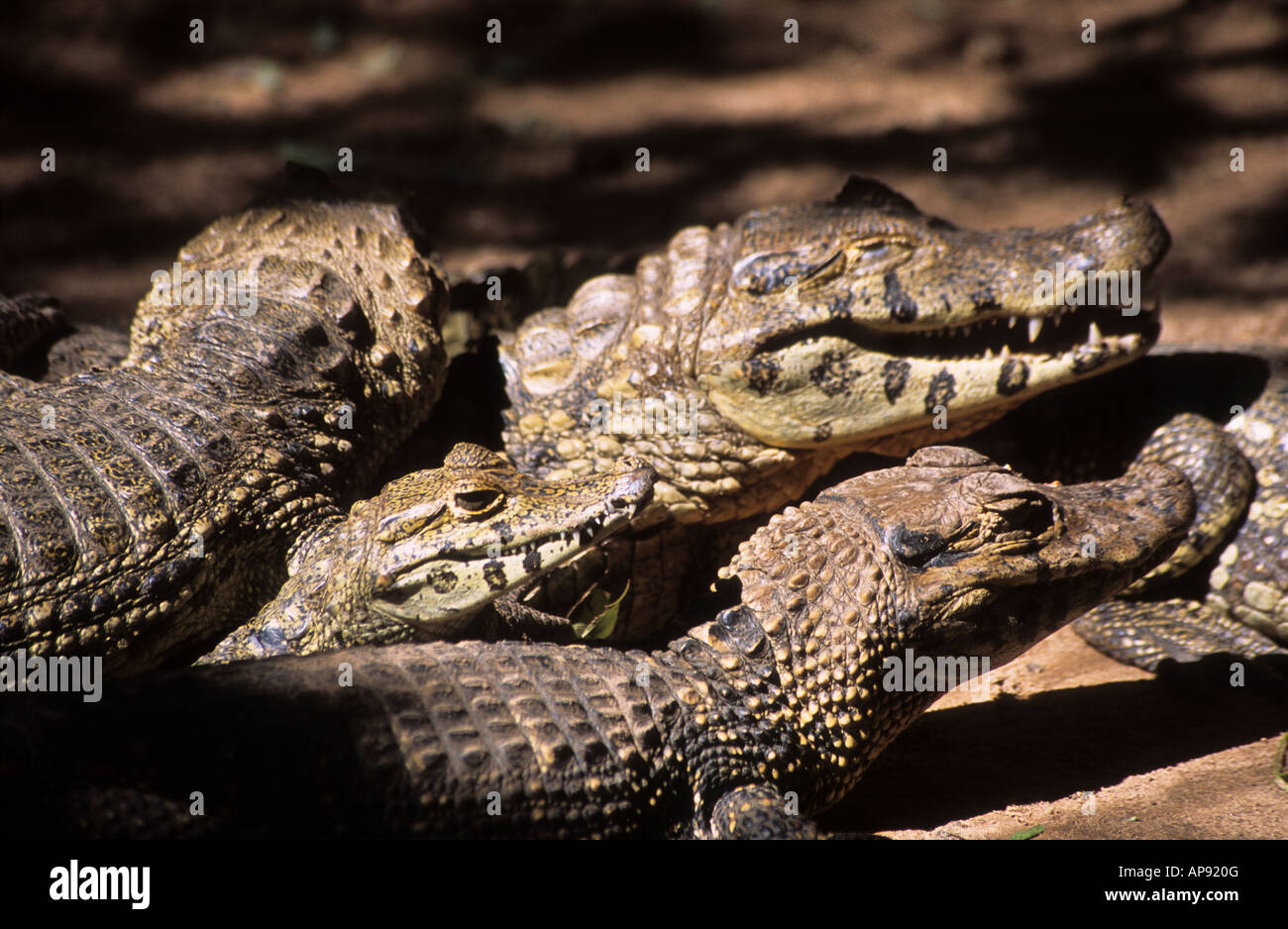 Group of young Black caiman (Melanosuchus niger, caimán or jacaré negro ...