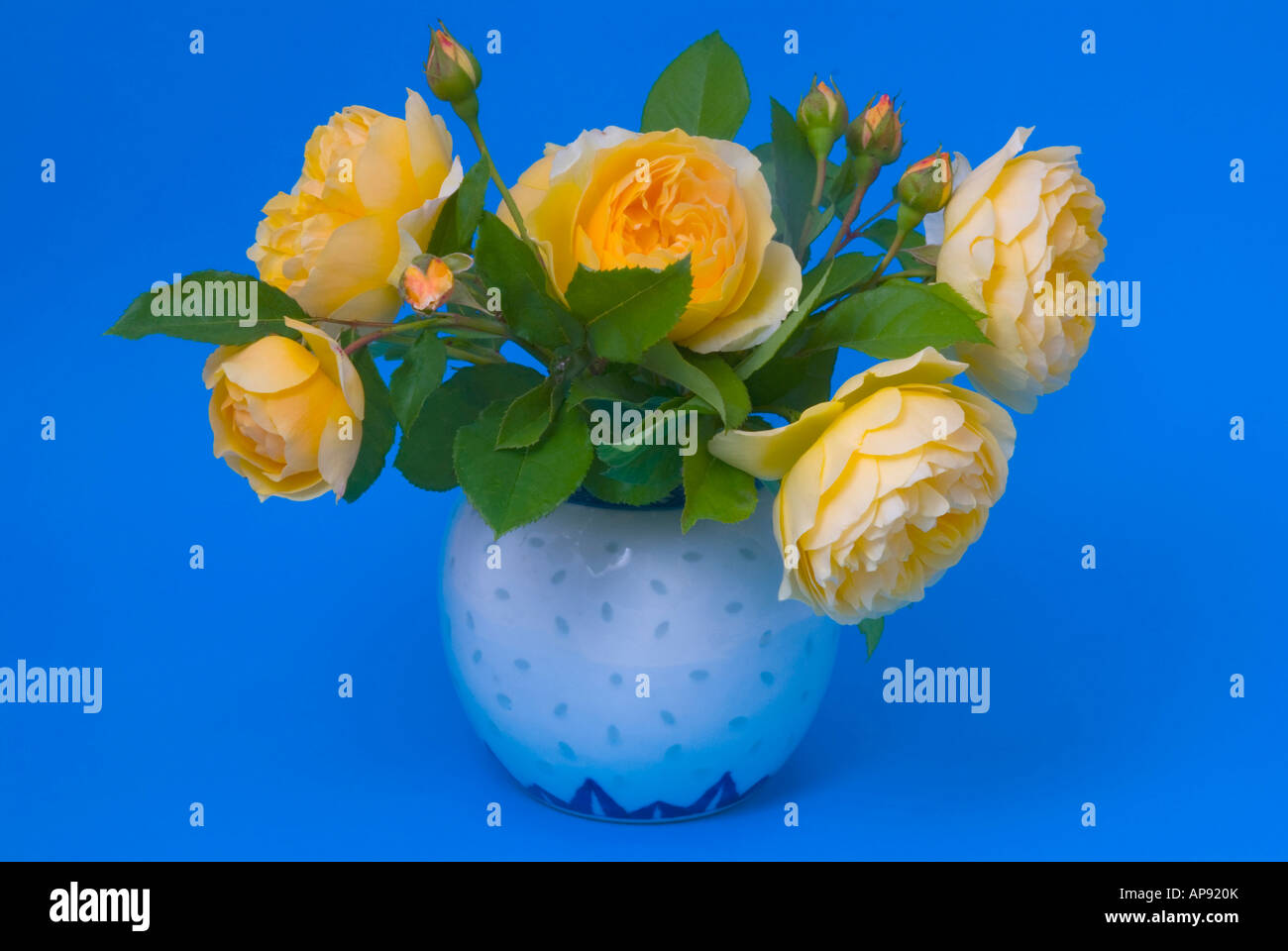 Yellow David Austin rose variety Graham Thomas Stock Photo - Alamy