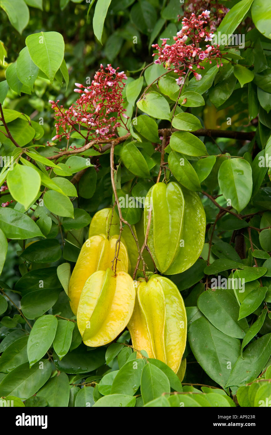 Maturing starfruit with inflorescences on branch Stock Photo - Alamy