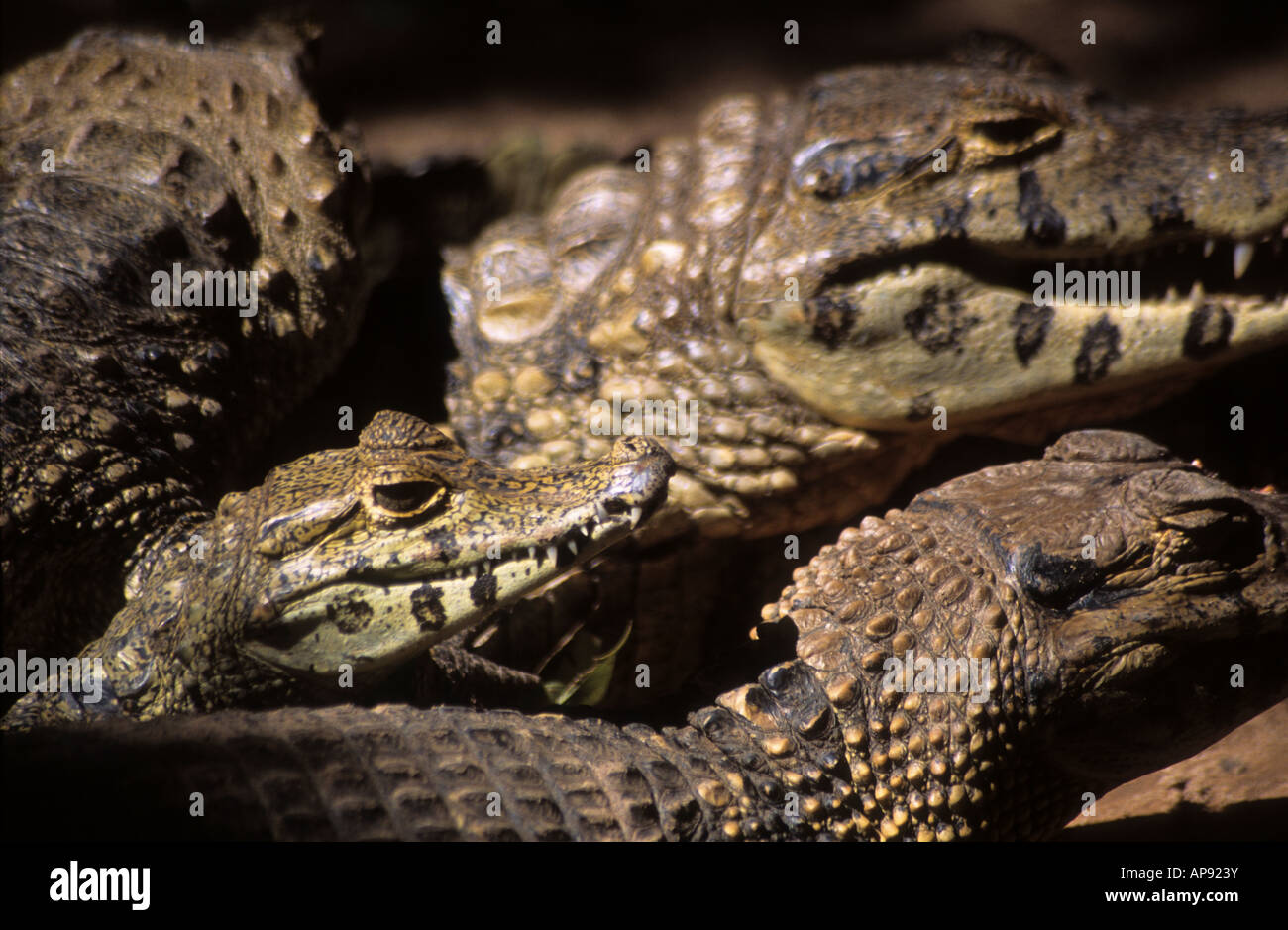 Young Black Caiman Melanosuchus Niger High Resolution Stock Photography ...