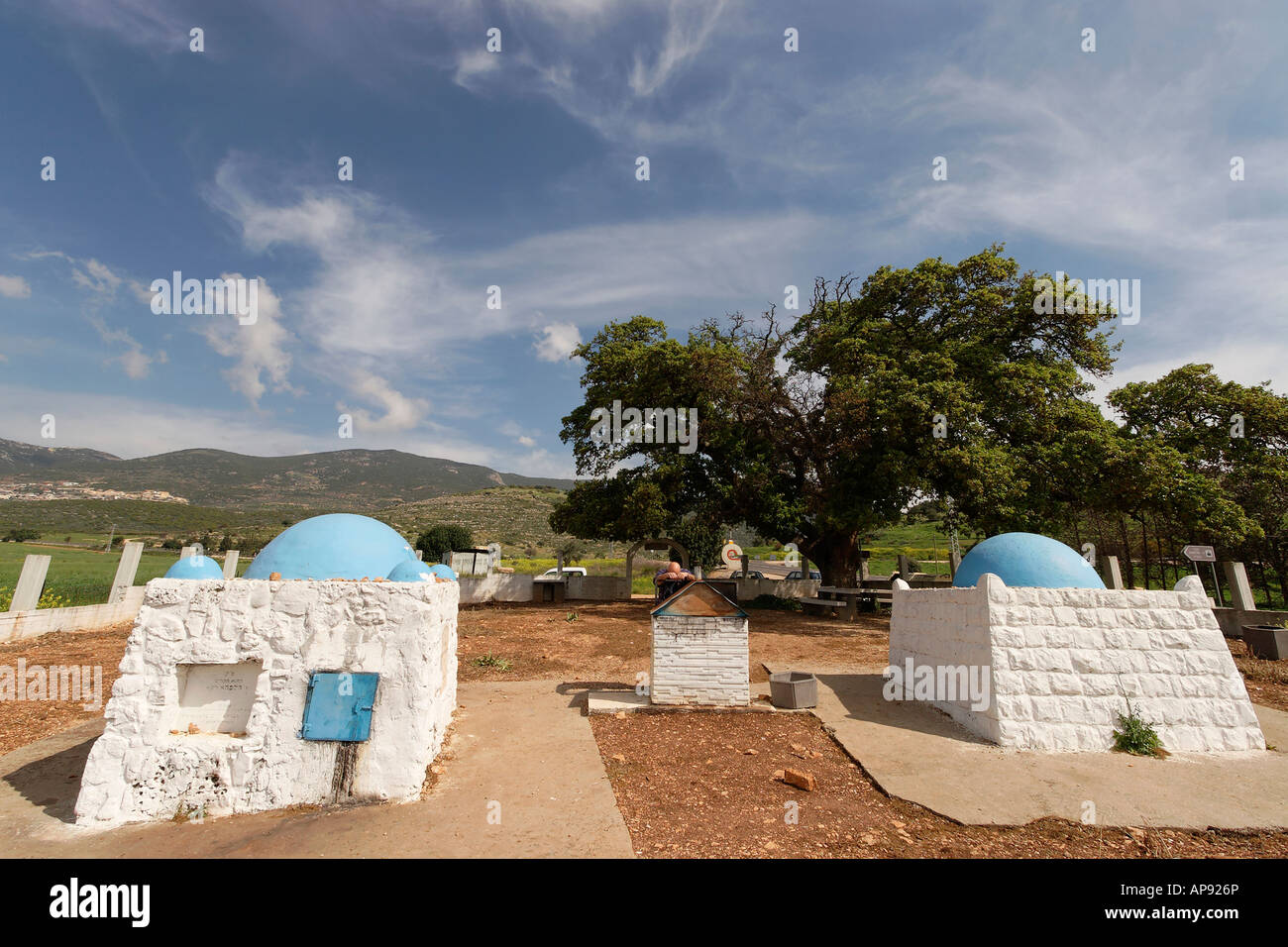 Israel the Lower Galilee Mount Tabor Oak tree Quercus Ithaburensis by ...