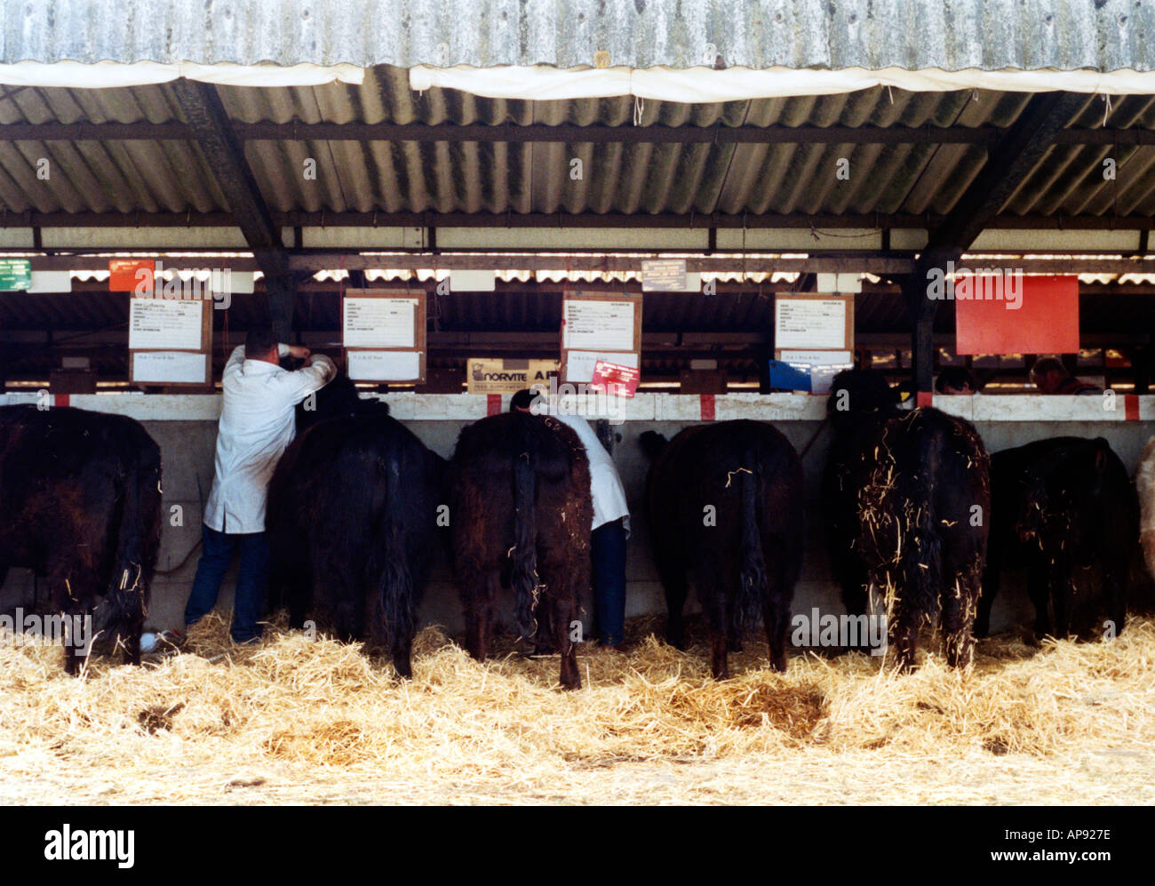 Royal highland show highland cow hi-res stock photography and images ...