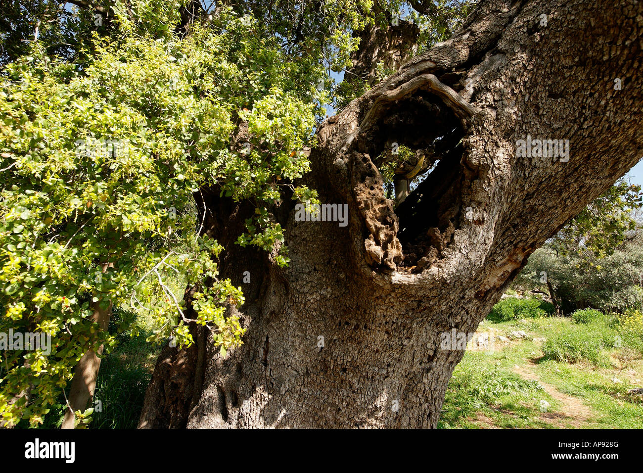 Israel Jerusalem Mountains Kermes Oak Quercus Calliprinos on Mount ...