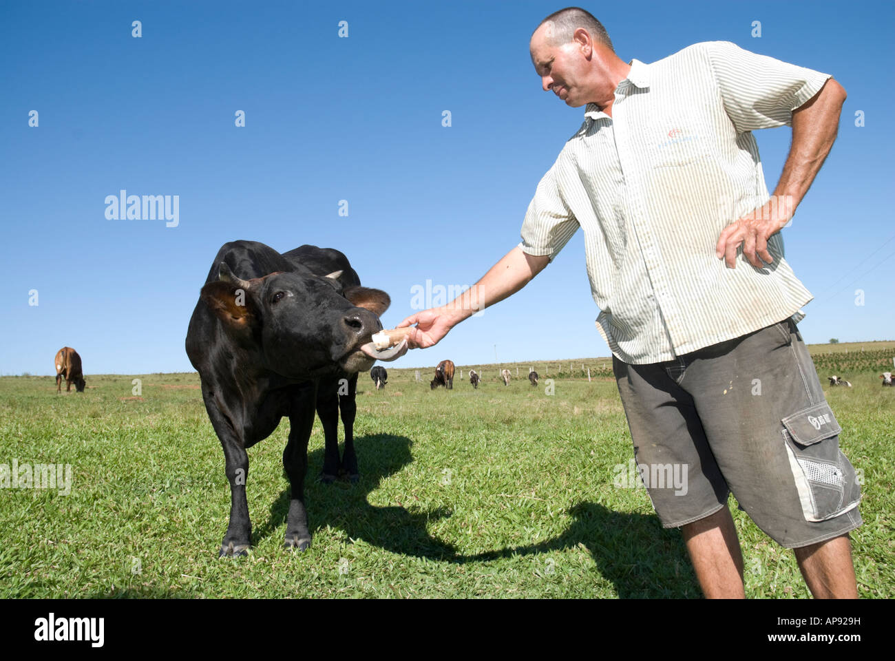 Man feeding cassava to a cow. Blue sky and green grass Stock Photo - Alamy