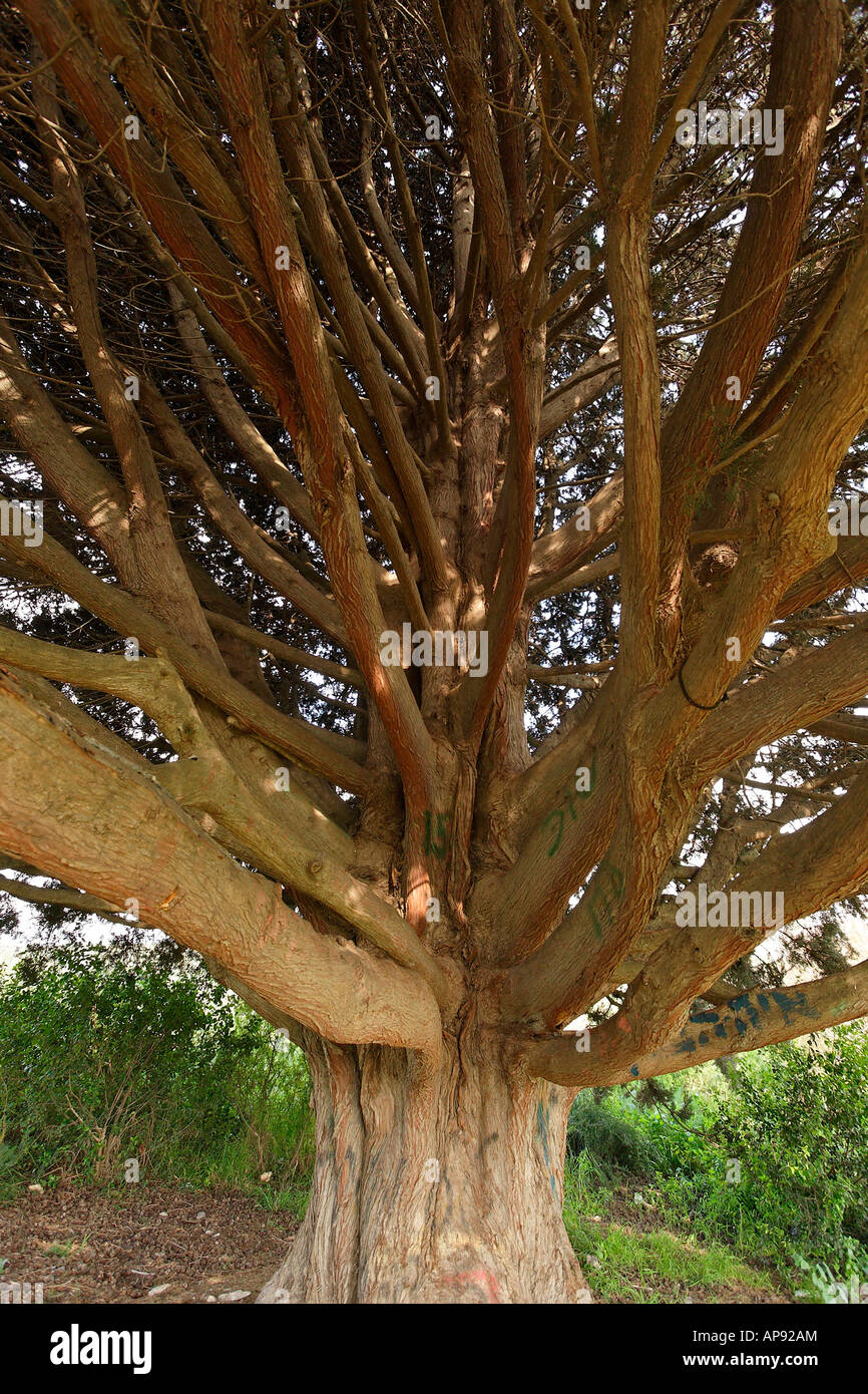 Israel Cypress tree Cupresus Sempervirens in Menashe Heights Stock ...