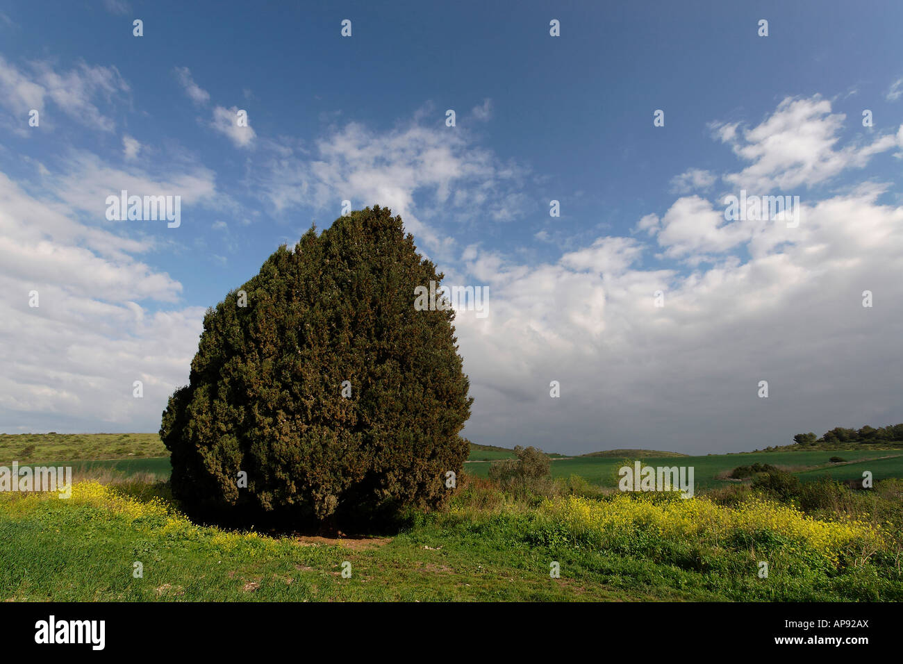 Israel Cypress tree Cupresus Sempervirens in Menashe Heights Stock ...