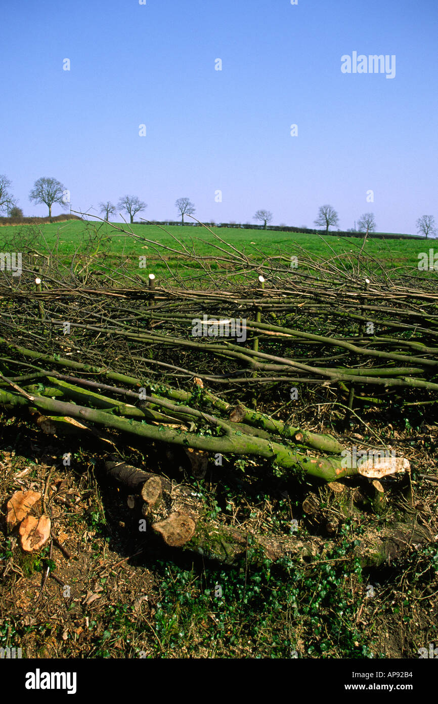 Newly laid hedge hi-res stock photography and images - Alamy