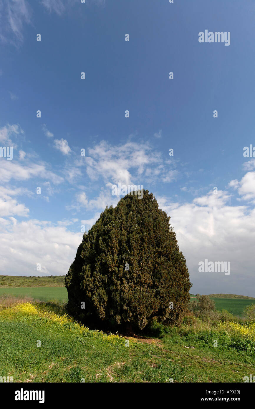 Israel Cypress tree Cupresus Sempervirens in Menashe Heights Stock ...