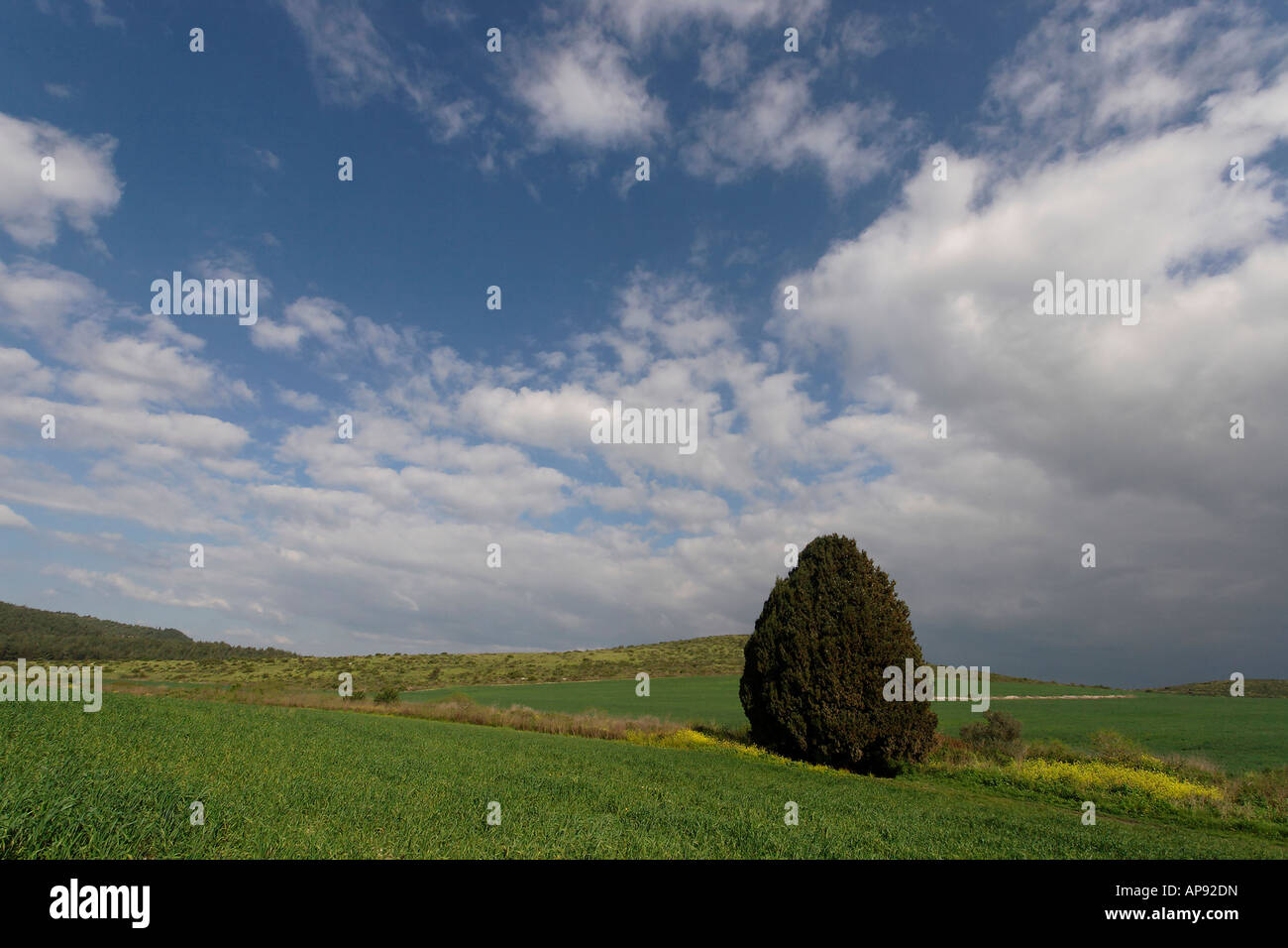 Israel cypress tree cupressus sempervirens hi-res stock photography and ...