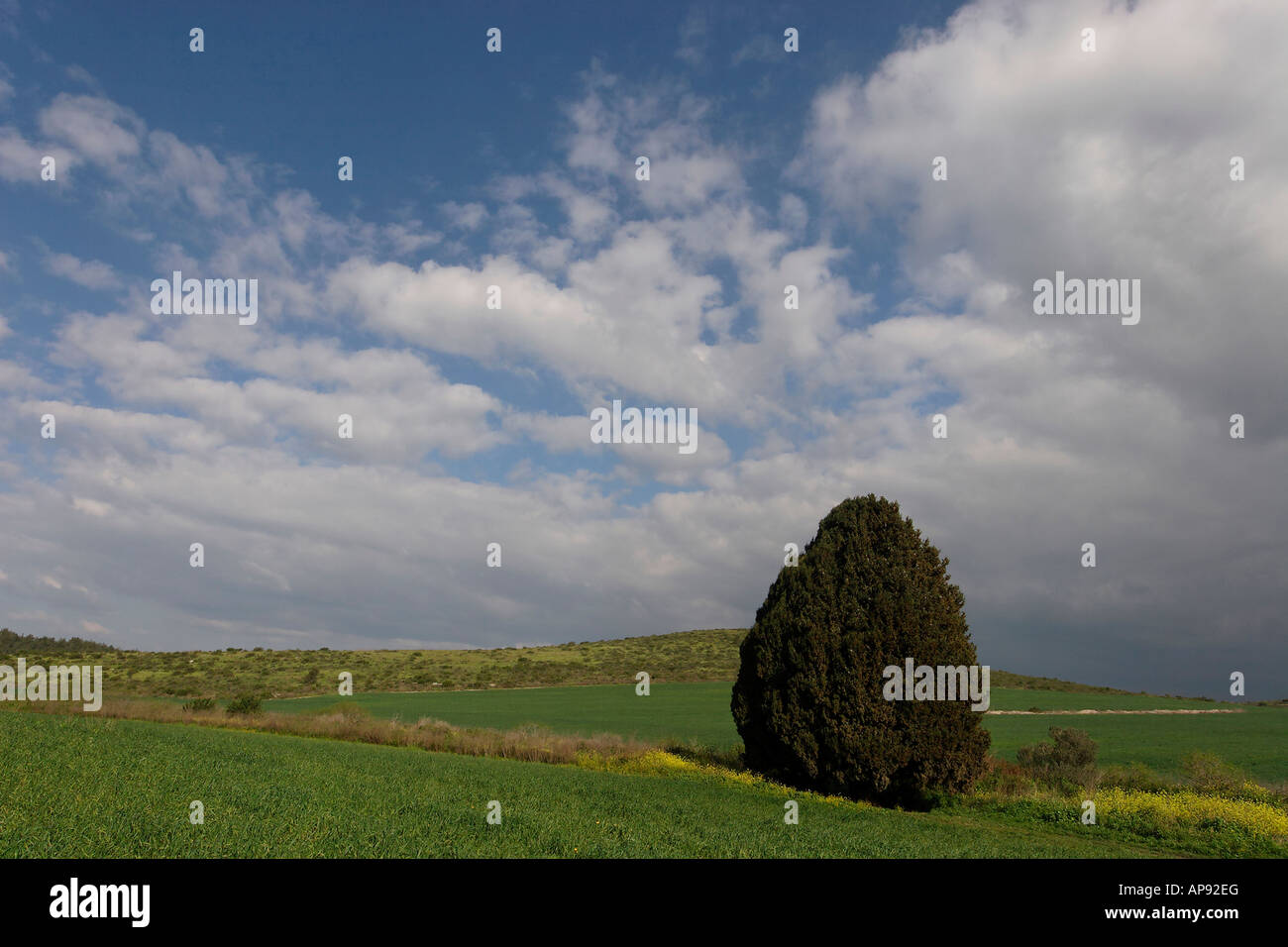 Israel Cypress tree Cupressus Sempervirens in Menashe Heights Stock ...