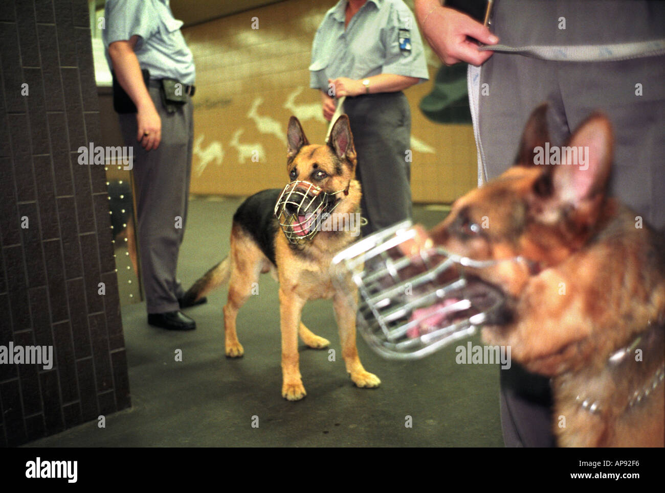 How To Train A Security Guard Dog