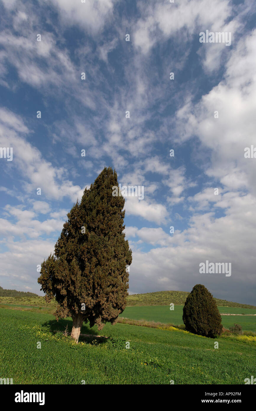 Israel Cypress tree Cupressus Sempervirens in Menashe Heights Stock ...