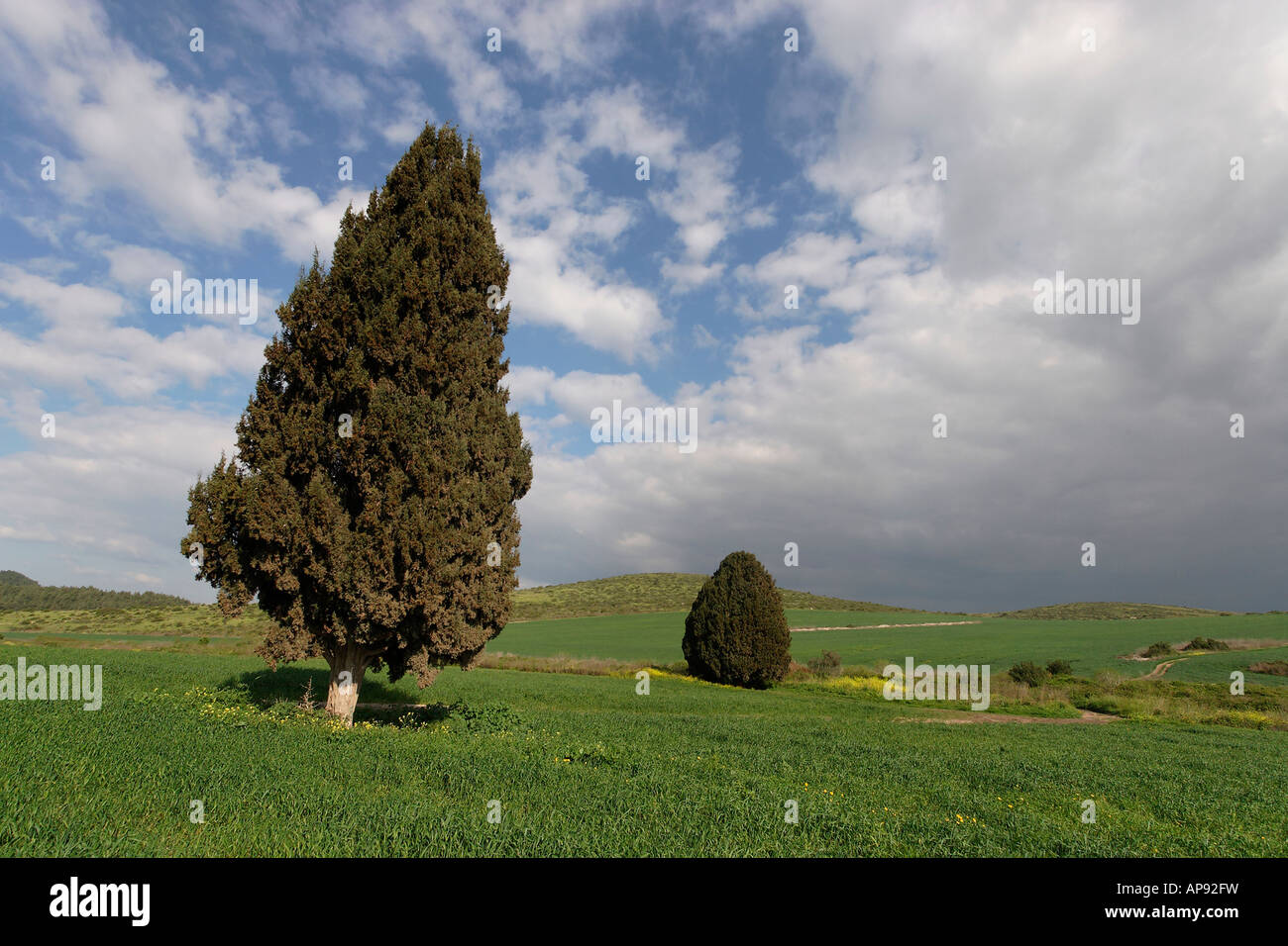 Israel Cypress tree Cupressus Sempervirens in Menashe Heights Stock ...