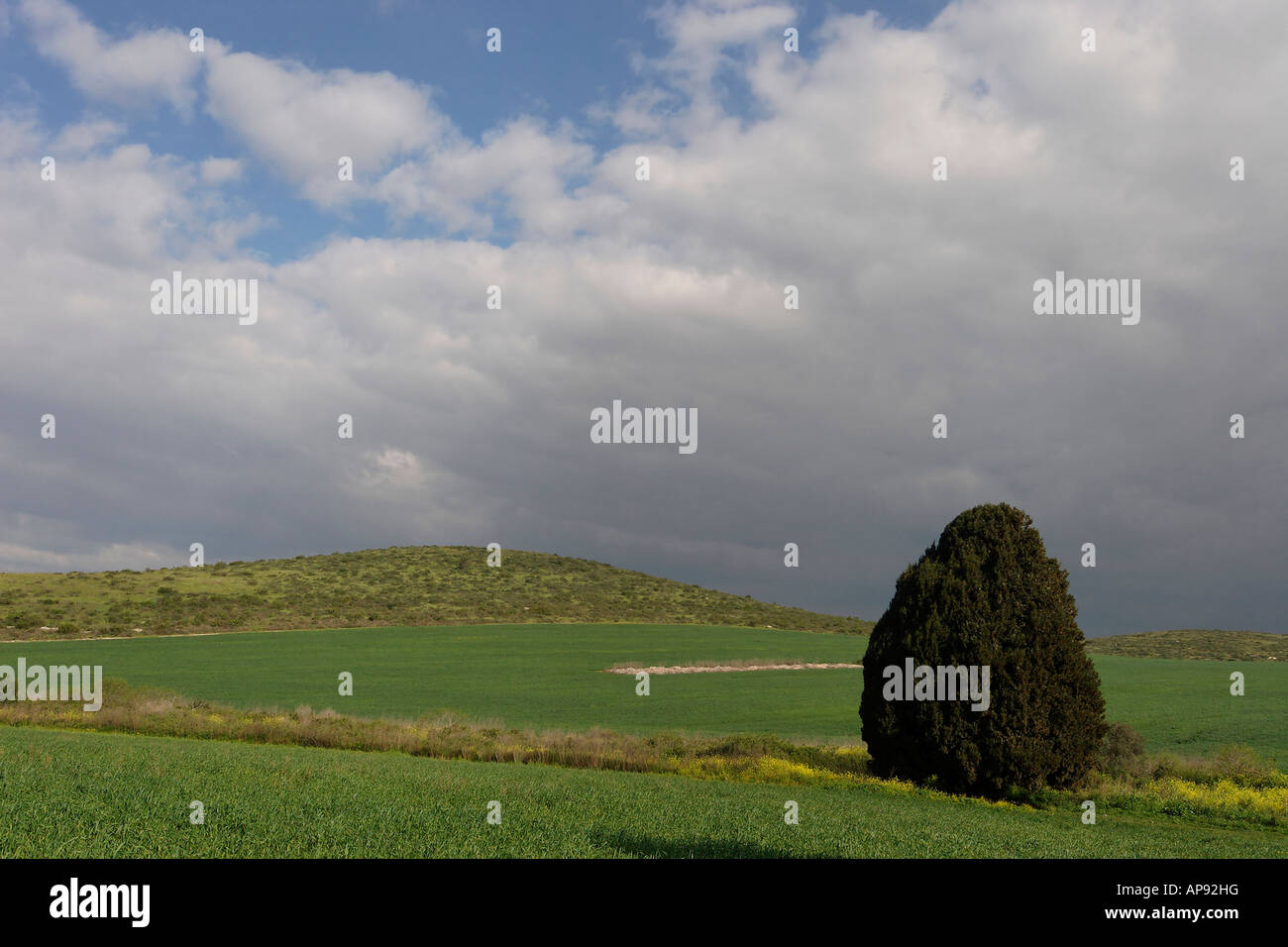 Israel Cypress tree Cupressus Sempervirens in Menashe Heights Stock ...