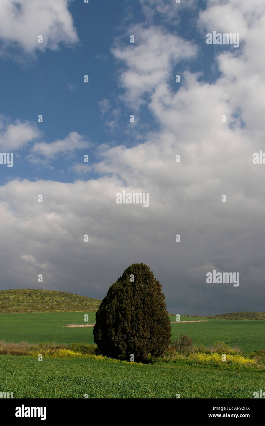 Israel cypress tree cupressus sempervirens hi-res stock photography and ...