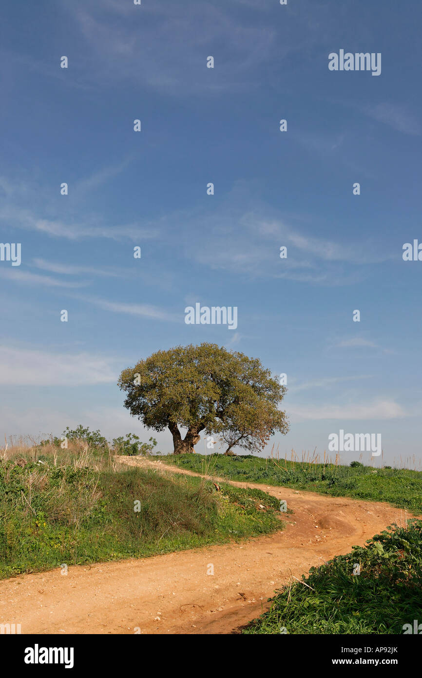 Mount tabor oak hi-res stock photography and images - Alamy