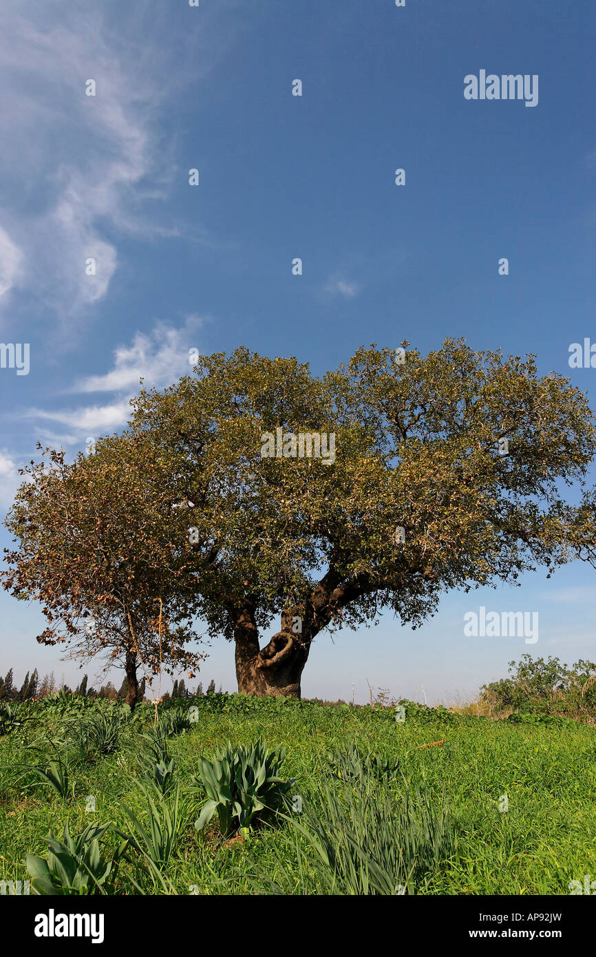 Mount tabor oak hi-res stock photography and images - Alamy