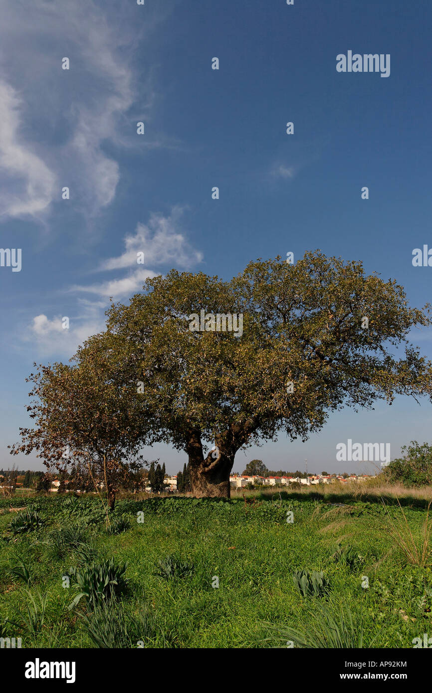 Israel Sharon region Mount Tabor Oak tree Quercus Ithaburensis in ...