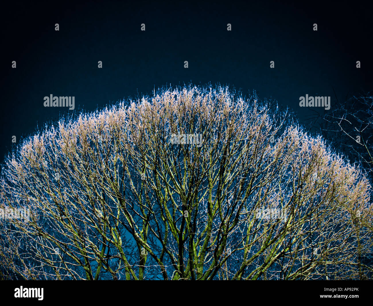 Abstract shot, the crown of a barren, leafless tree set against a dark ...