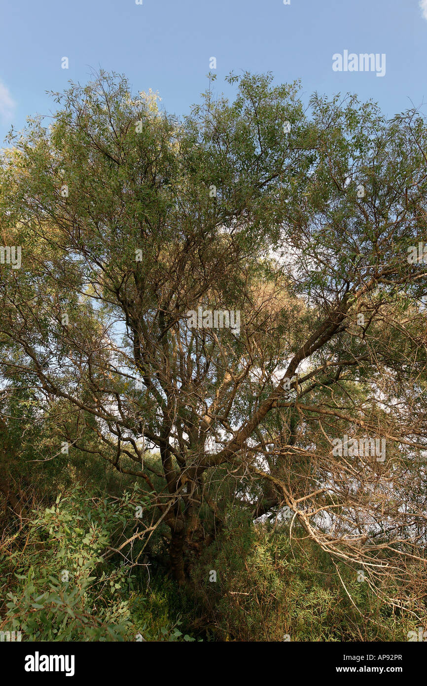 Populus euphratica hi-res stock photography and images - Alamy