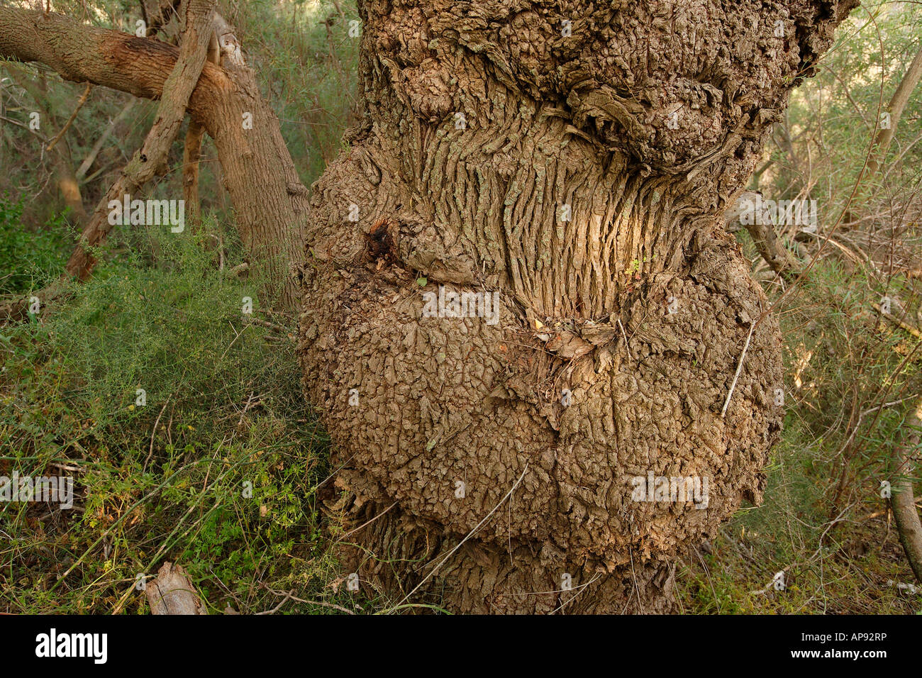 Israel Coastal Plain Trunk of an Euphrate Poplar tree Populus ...