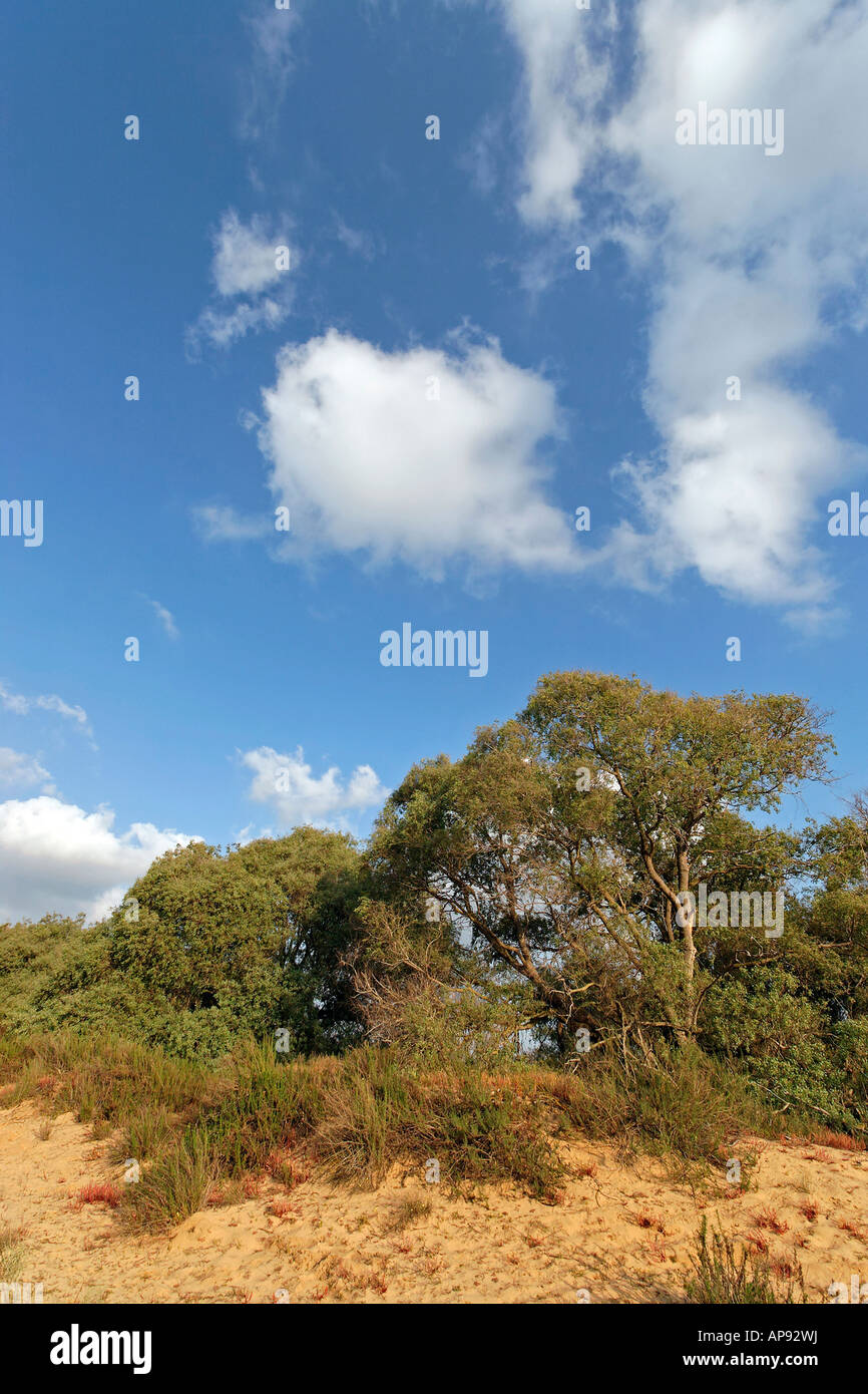 Populus Euphratica High Resolution Stock Photography and Images - Alamy