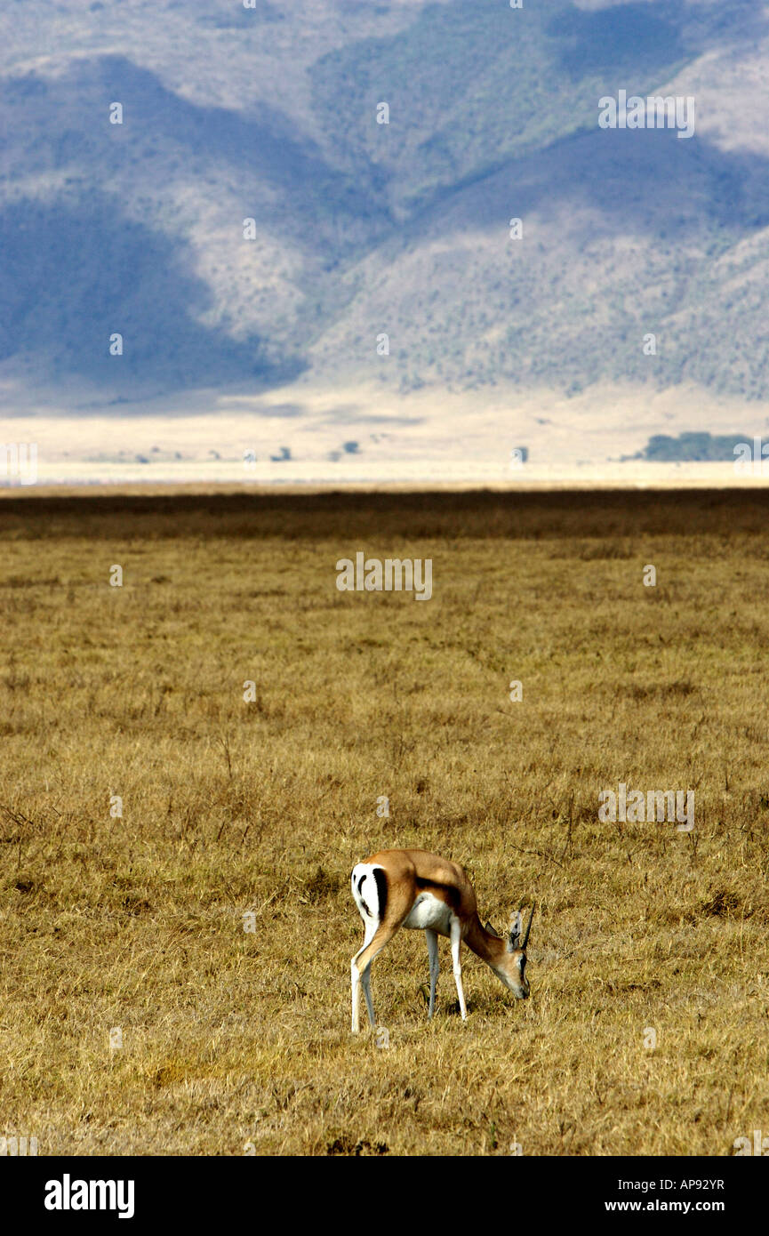 African Thomsons Gazelle Stock Photo - Alamy