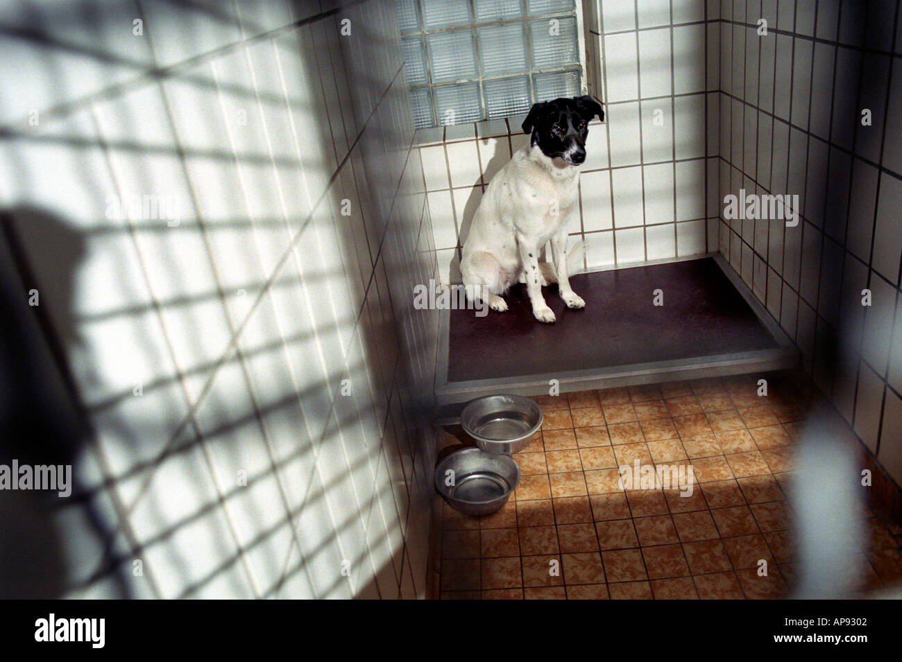 Lost dogs home hi-res stock photography and images - Alamy