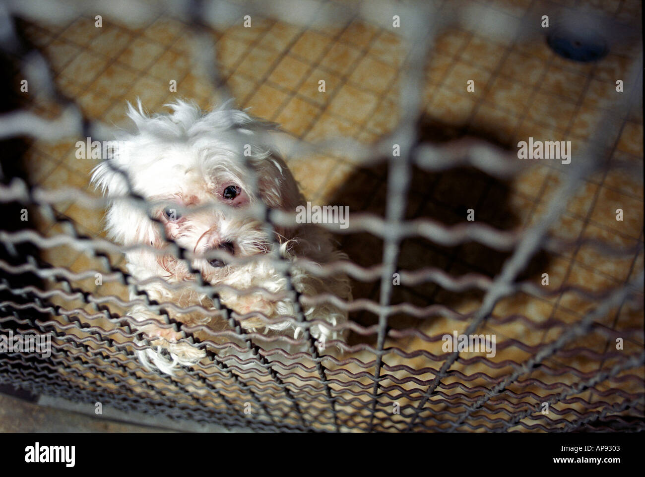 Lost dogs home hi-res stock photography and images - Alamy