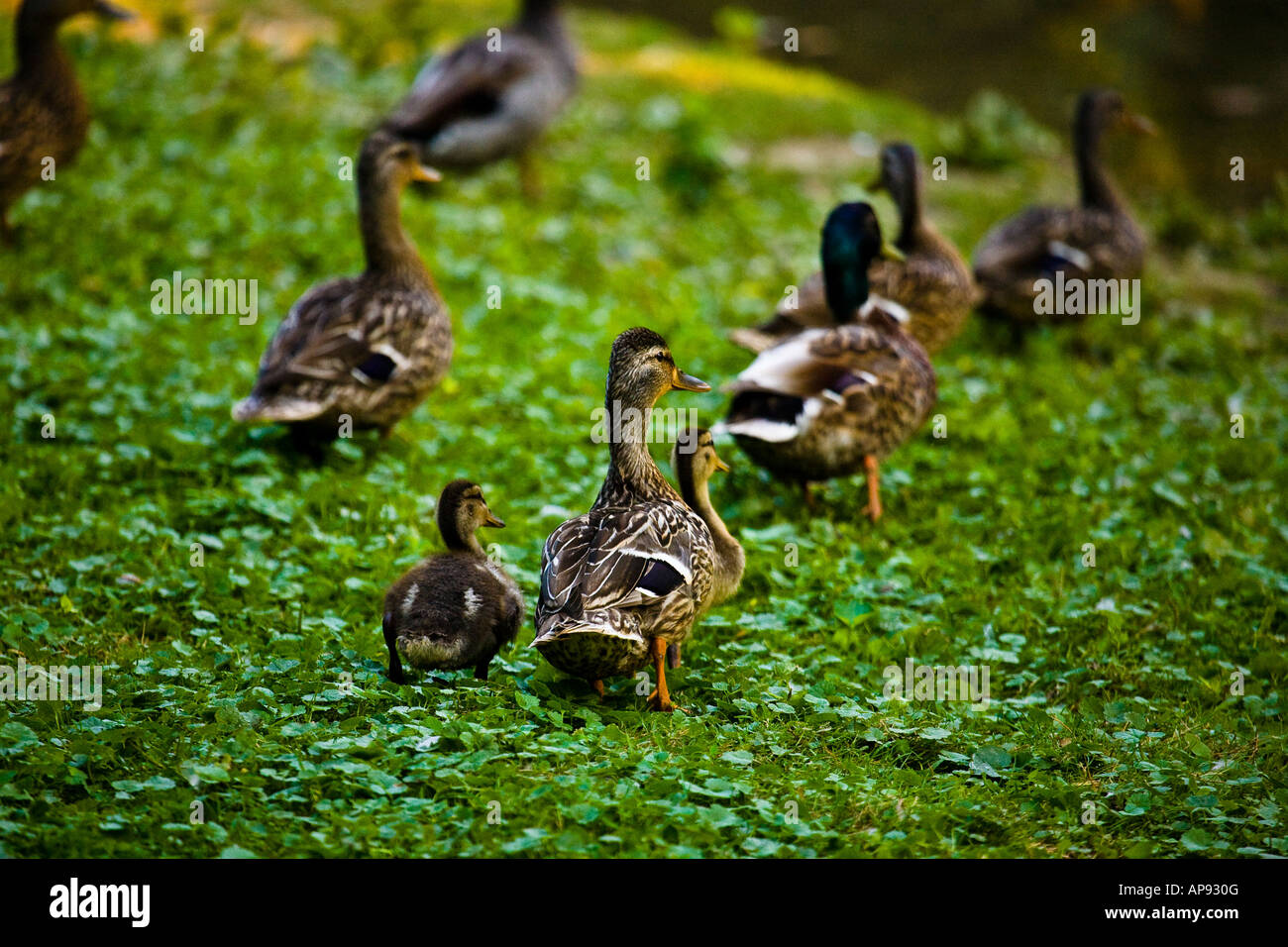 Ducks and ducklings pass through a meadow filled with clover Stock ...