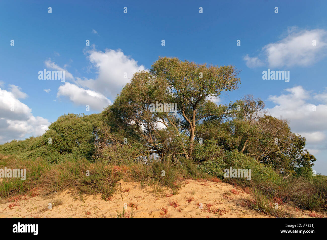 Populus euphratica hi-res stock photography and images - Alamy