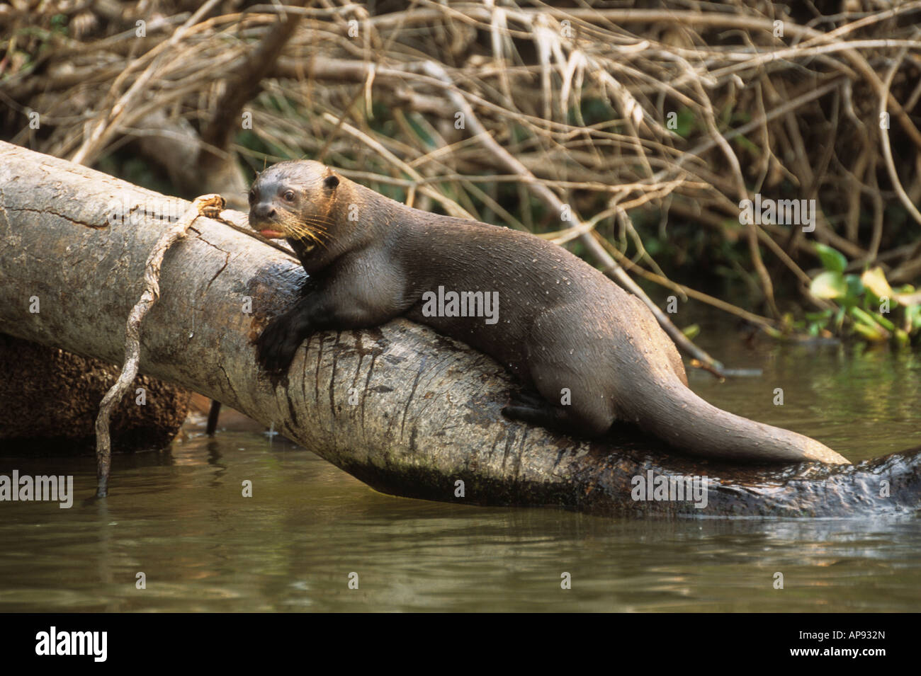 Giant otter / giant river otter (Pteronura brasiliensis) lying on tree ...