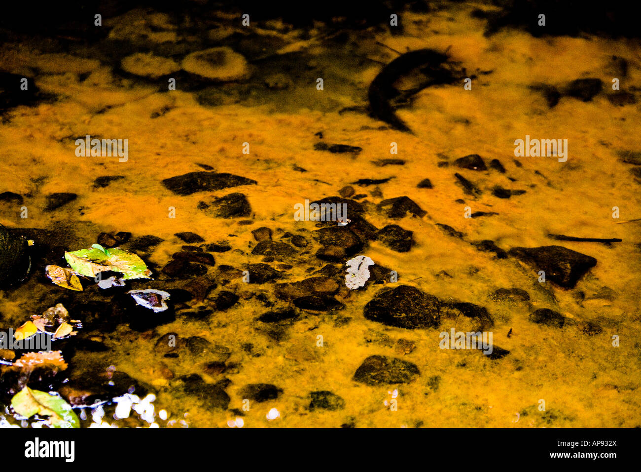 The bottom of this local brook is covered in rust-colored algae ...