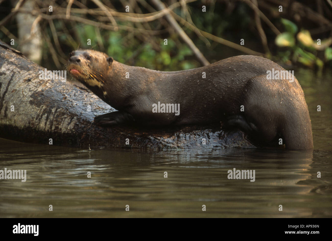 Giant otter / giant river otter (Pteronura brasiliensis) lying on tree ...