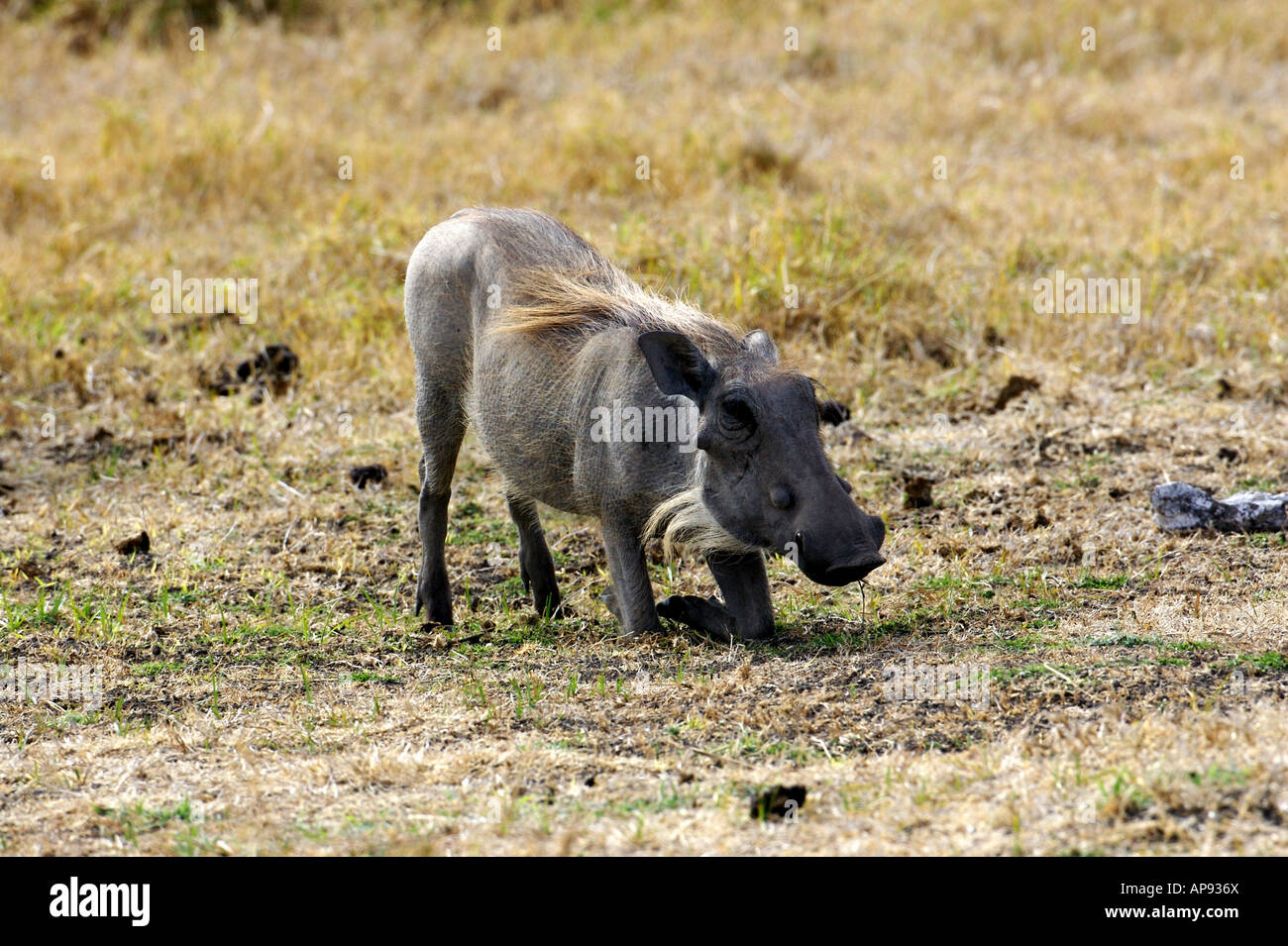Warthogs wart hog hi-res stock photography and images - Alamy