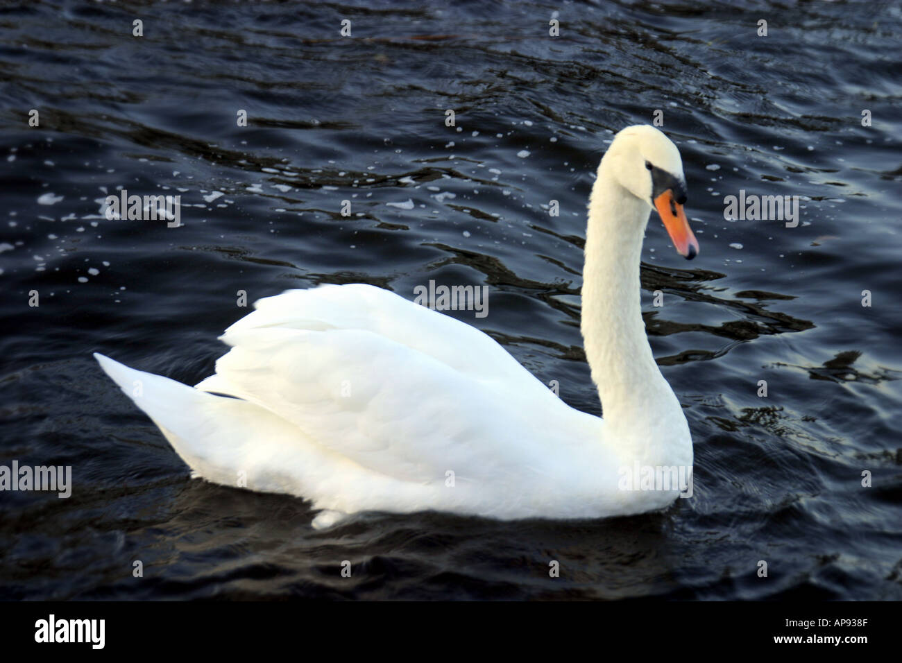 Shannon lake hi-res stock photography and images - Alamy