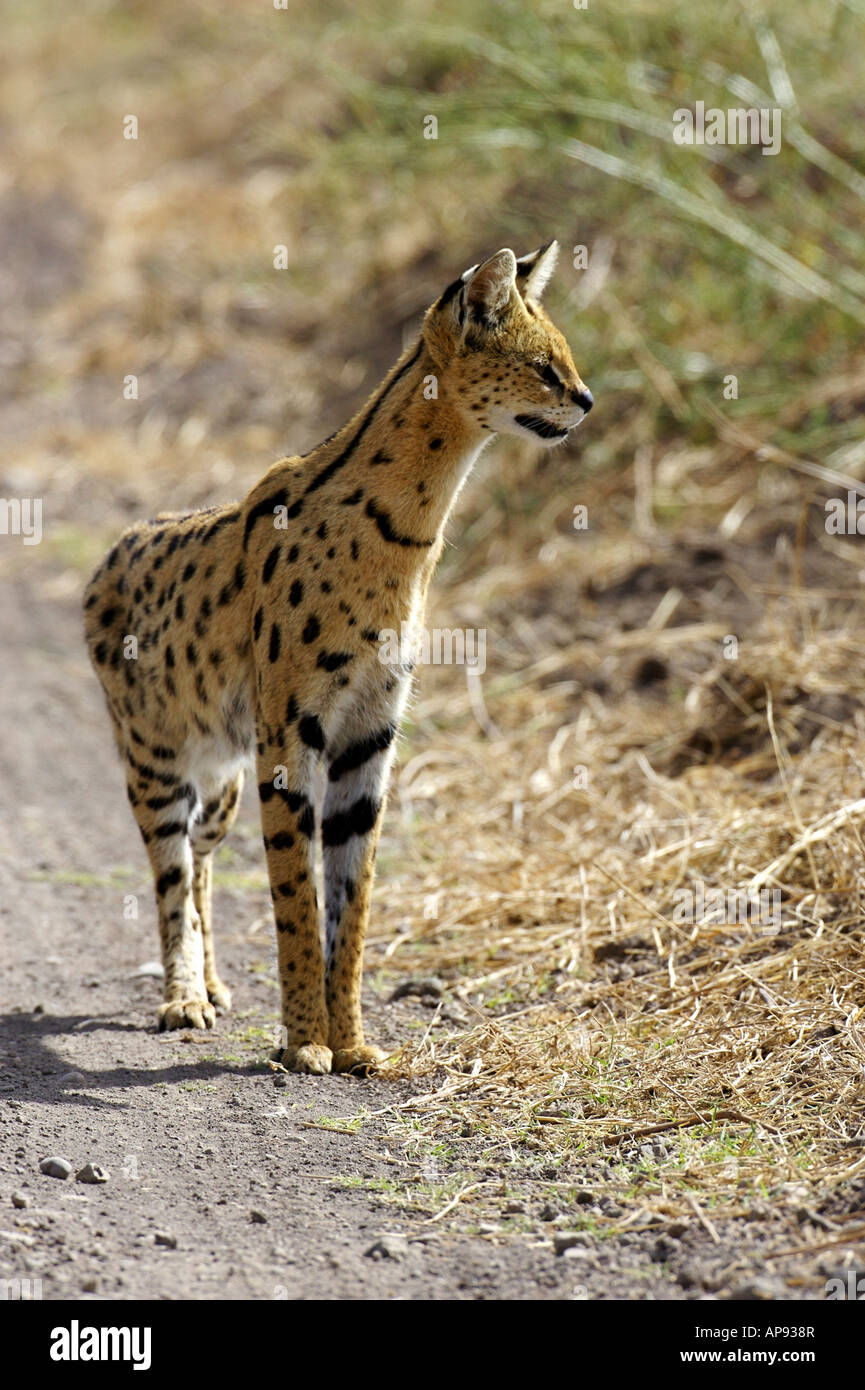 African Serval Cat Stock Photo - Alamy