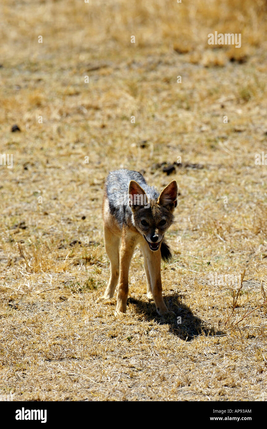 Jackels hi-res stock photography and images - Alamy