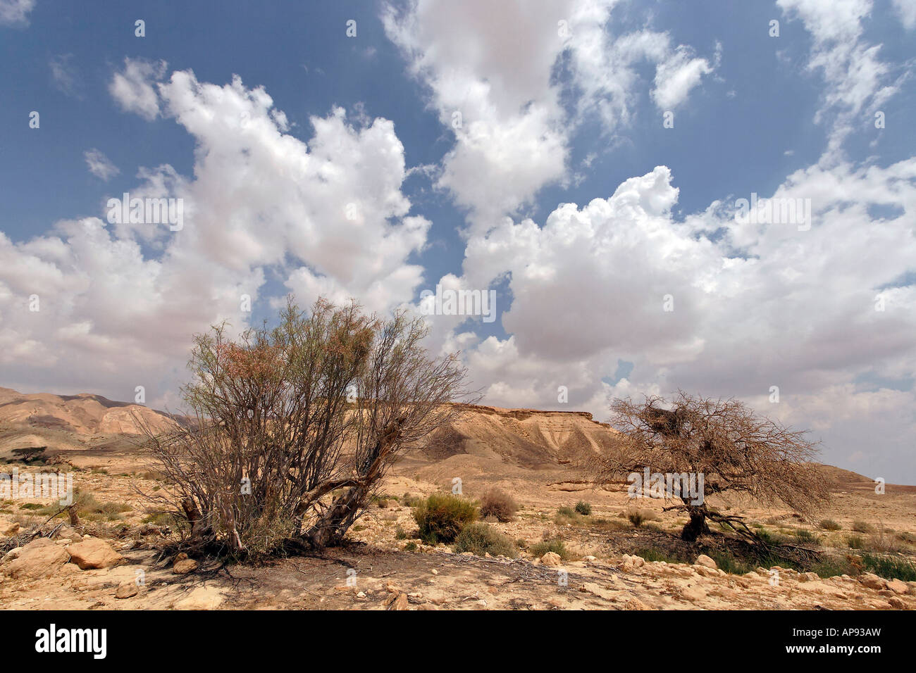 Israel the Negev desert Moringa Peregrina in Wadi Gov Stock Photo - Alamy